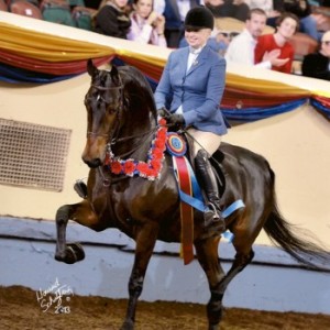 Horseback Riding Lessons - Boarding - Horse Trainer - Legacy Stables