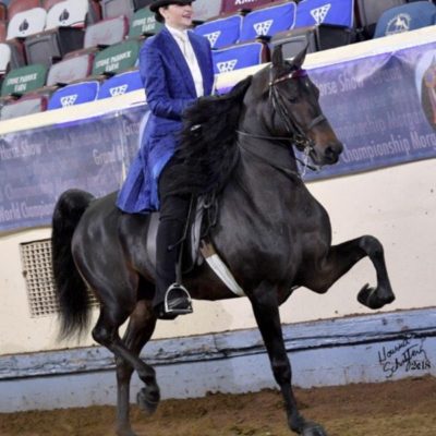 Legacy Stables - Horseback Riding Lessons – Boarding – Horse Trainer